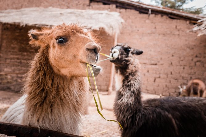 2-Day Tour: Sacred Valley and Machu Picchu by Train - Final Thoughts