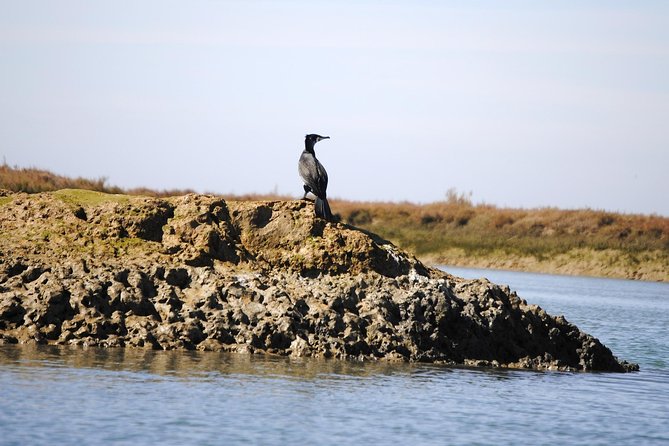 2-hour Bird Watching Guided Boat Trip in Ria Formosa from Faro Algarve - Authentic Reviews and What They Reveal