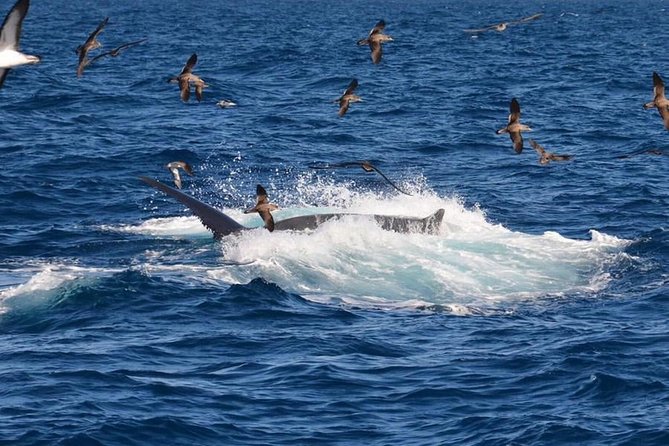 2-Hour Dolphin and Whale Watching in Gran Canaria - Authentic Insights from Travelers
