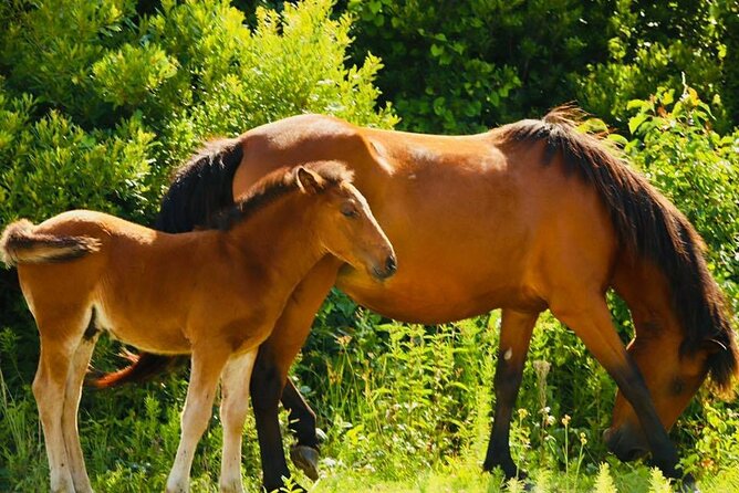 2-hour Outer Banks Wild Horse Tour by 4WD Truck - Price, Value, and Overall Experience