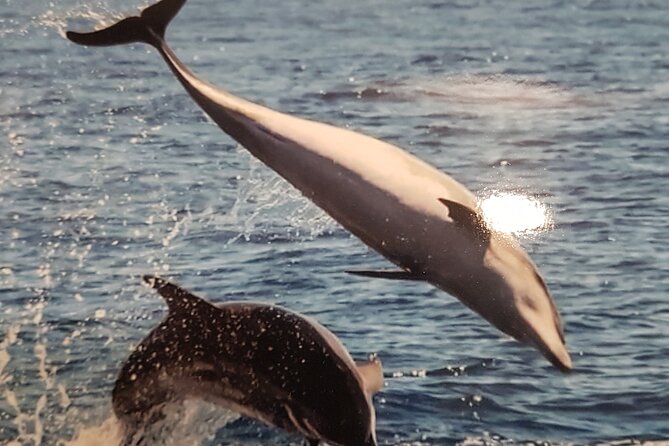 2 hour trip to see whales dolphins puerto colon adeje - Who Should Consider This Tour?
