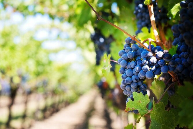 Algarve Landscapes & Winery - Authentic Experiences and Regional Flavors