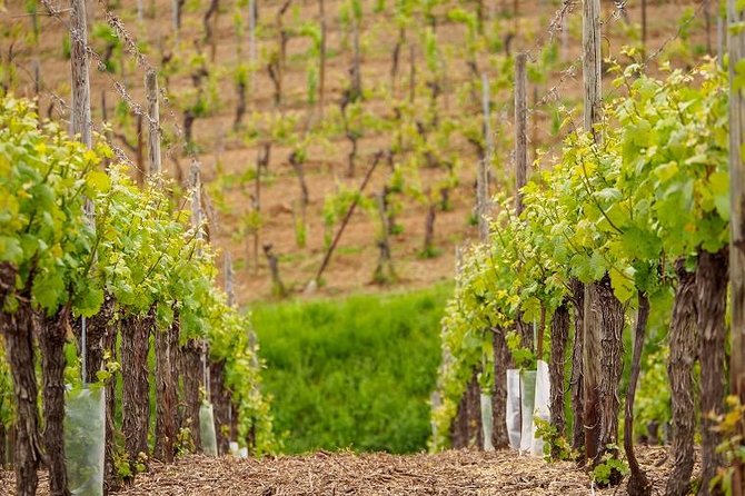 Alsace Wine Route Small Group Half-Day Tour with Tasting from Strasbourg - The Sum Up