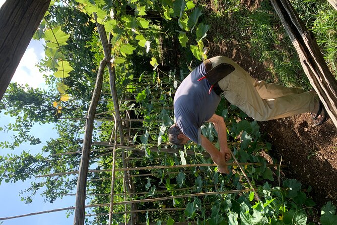 Amalfi Coast - Maiori: Path of Lemons Tour with Tasting - The Sum Up: Who Should Consider This Tour?