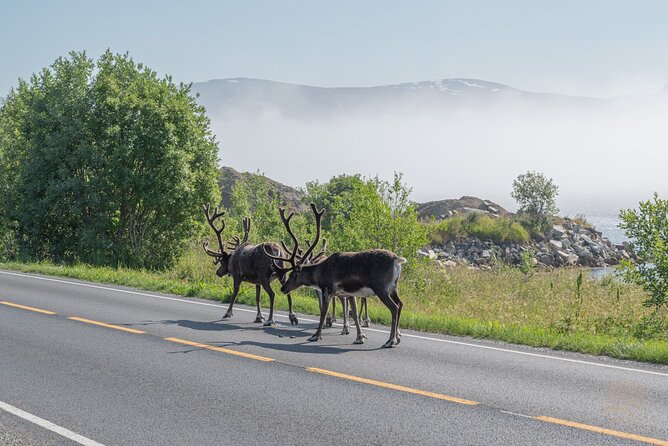 Arctic Roadtrip: fjords with scenic picnic | Sightseeing - What Travelers Love