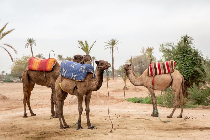 Atlas Mountains Hot Air Balloon Ride from Marrakech with Berber Breakfast and Desert Camel Experience - Authenticity and Value