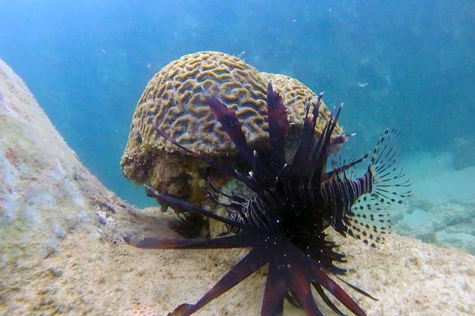 Beginner Scuba Diving Adventure with Videos in Honolulu - Authentic Experiences from Participants
