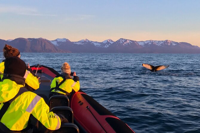 Big Whales & Puffins RIB boat tour from Húsavík - Who Is This Tour Best Suited For?