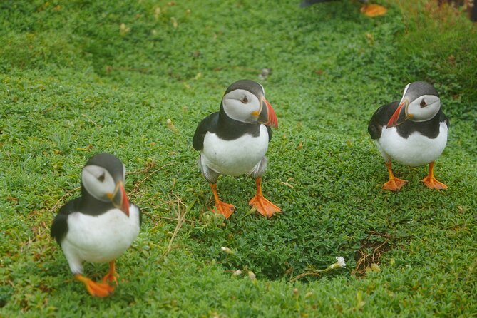 Blasket Island Sea Life Rib Tour, - Final Thoughts