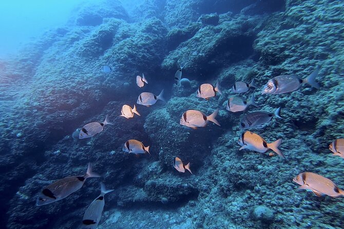 Boat trip and snorkeling in Villefranche - sur - Mer - Cost and Value