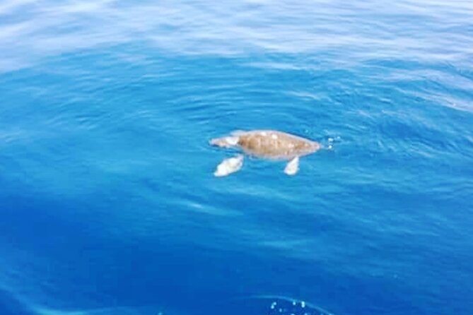Boat trips with Zorro - FAQs