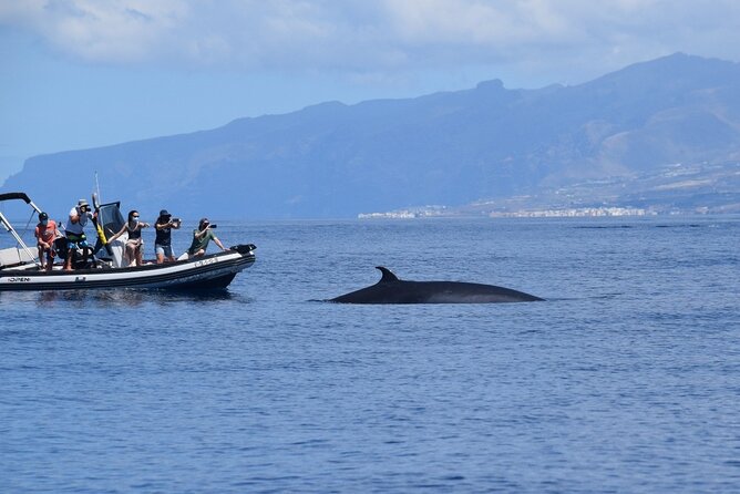 Bonadea II Ecological Whale Watching, 2 hours - Who Would Love This Experience?