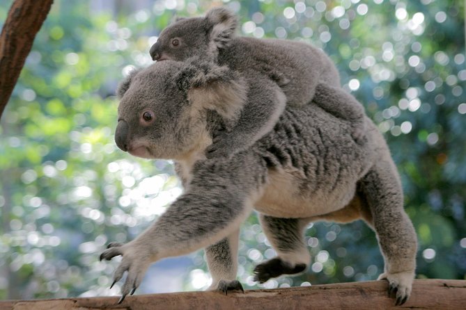 Brisbane River Cruise with entry to Lone Pine Koala Sanctuary - Authentic Experiences and Visitor Insights
