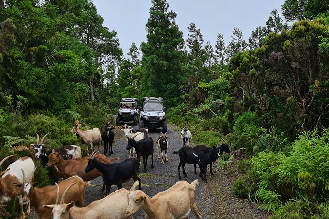 BUGGY TOUR - West / Center of the island (off-road) - Final Thoughts