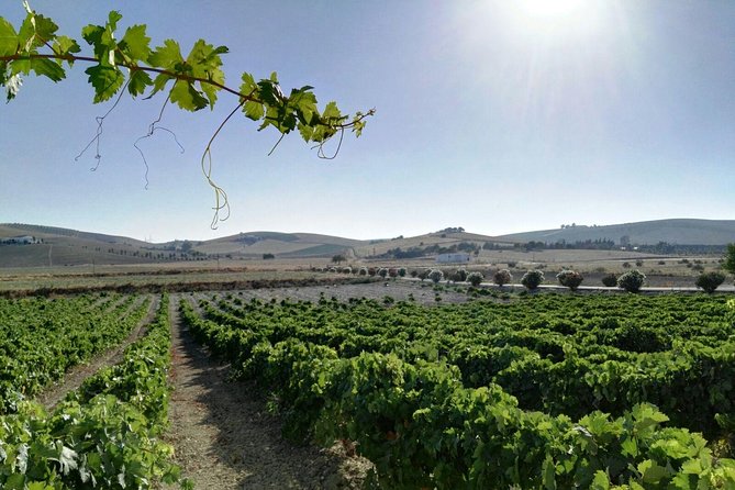 Cadiz and Jerez Day Trip from Seville - Value for Money and Overall Impression