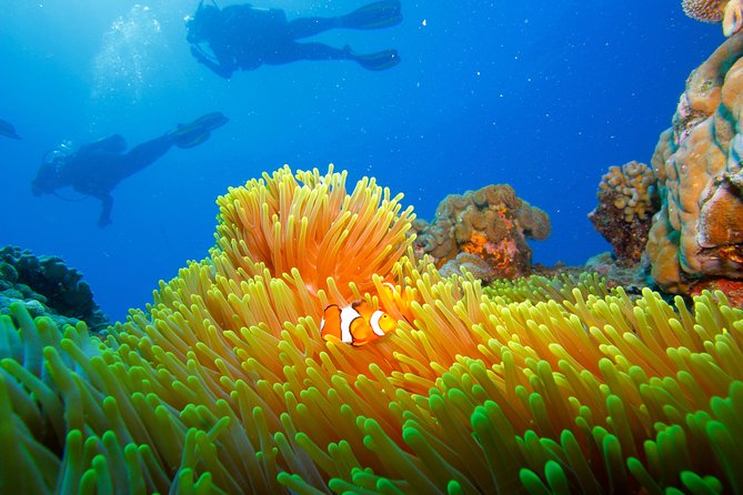 Calypso Outer Great Barrier Reef Cruise from Port Douglas - The Reef Stops: What You’ll See