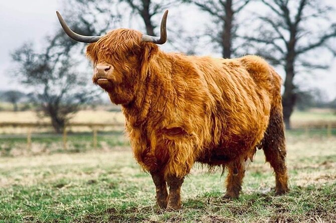 Cawdor Castle, Inverness, Culloden, Outlander and Loch Ness Tour - The Sum Up: Who Should Consider This Tour?