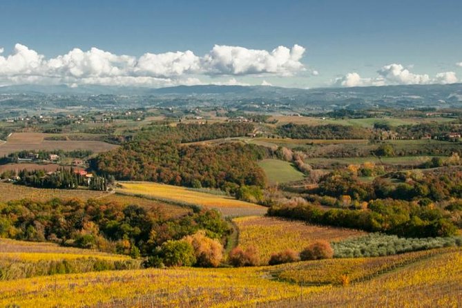 Cesani Wine Experience - The cellar visit: tradition meets innovation