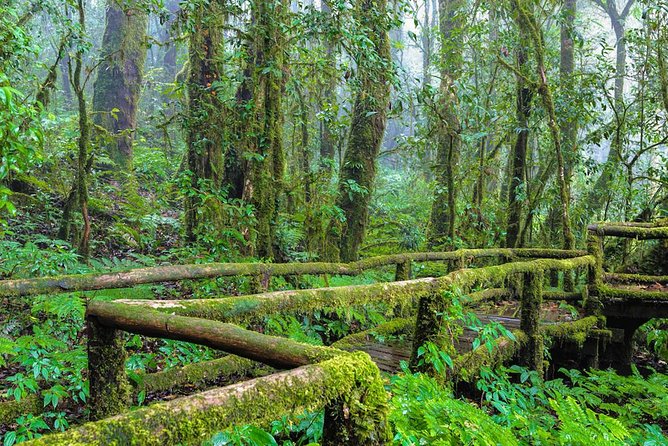 Chiang Mai: Doi Inthanon National Park, Waterfall & Royal Project - Deep Dive into the Itinerary