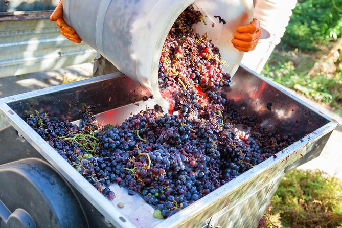 Chianti Half-day Wine Tour in the Tuscan's Hills from Pisa - Guides and Personalization