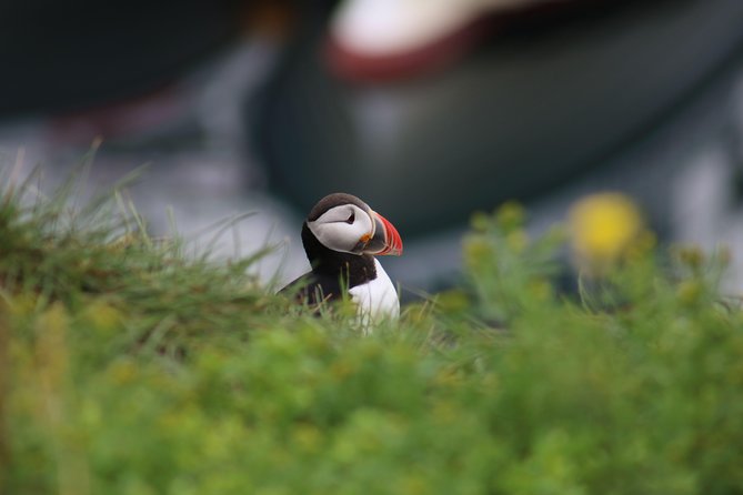 Classic Puffin Watching Cruise from Downtown Reykjavík - Possible Drawbacks to Keep in Mind
