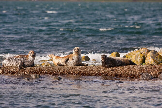 Clew Bay Cruise, Westport ( 90 minutes ) - Price and Value