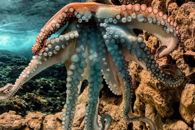 Corfu Aquarium Ticket with Tour Included - Frequently Asked Questions