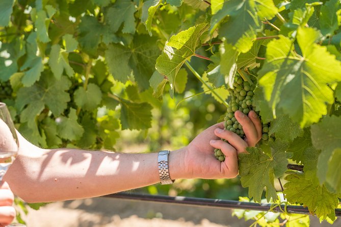 Cotes de Provence Wine Tour from Aix-en-Provence - Guides, Transportation, and Group Size