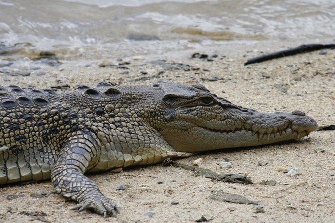 Daintree Rainforest and Cape Tribulation Full Day Tour - Value and Authenticity