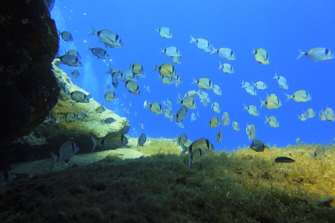 Discover Scuba Diving Adventure in Mykonos - Who Would Love This Experience?