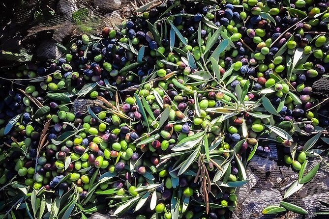 Discovering extra virgin olive oil - Who Should Consider This Tour?