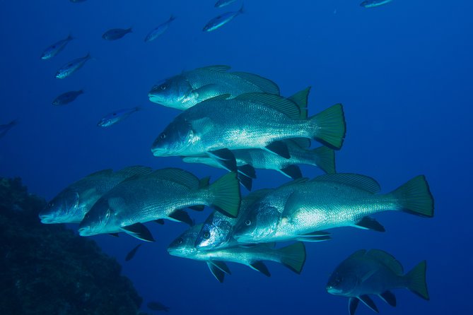 Dive Christening - The Authentic Experience