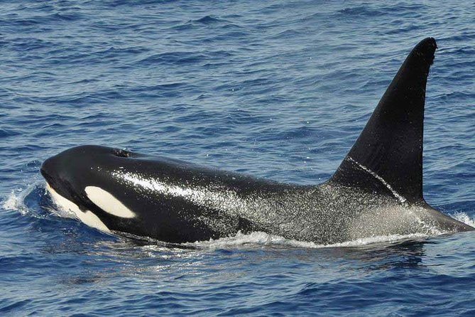 Dolphin and Whale Cruise in Puerto Rico, Gran Canaria - Who Would Enjoy This Trip?