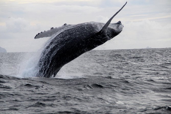 Dolphin and Whale Watching Tour from Dingle - FAQs