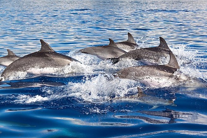 Dolphin and Whales watching cruise from Puerto Rico de Gran Canaria - The Overall Experience and Value