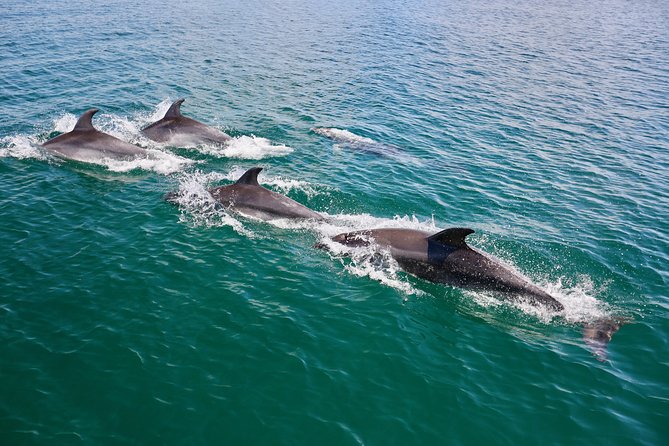 Dolphin Search - Dolphin Quest - Final Thoughts: Is Dolphin Quest Right for You?