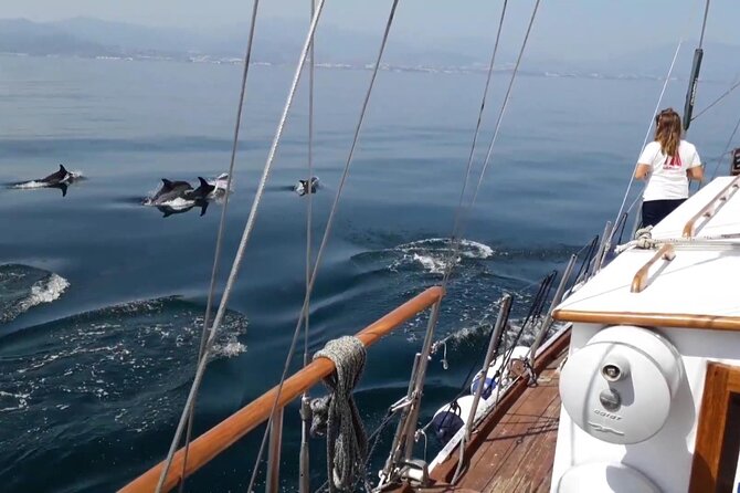 Dolphin Watching Adventure in Estepona Bay - Meeting Points and Logistics