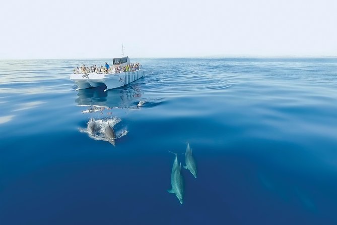Dolphin Watching and Cave Boat Cruise from Albufeira - FAQ