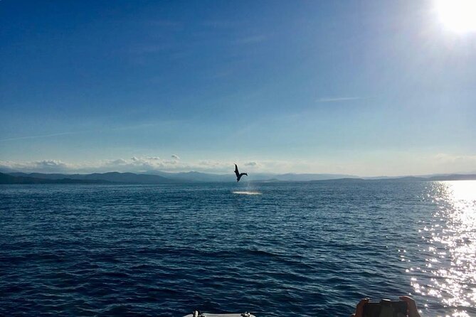 Dolphin Watching and Snorkeling in Figarolo in Sardinia - Who Will Love This Tour?