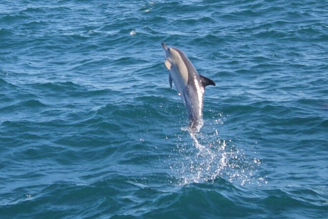Dolphin Watching in Gibraltar Dolphin Safari V.I.P - The Itinerary: What to Expect