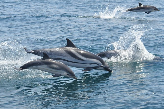 Dolphin Watching in Gibraltar & Fast Track Priority Cable Car - Who Will Love This Tour?