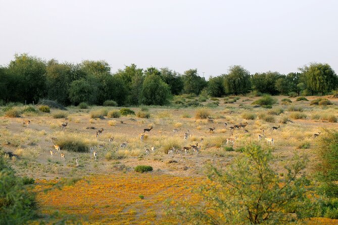 Dubai Evening Heritage Safari by Vintage G Class Al Marmoom Oasis - Potential Drawbacks and Considerations