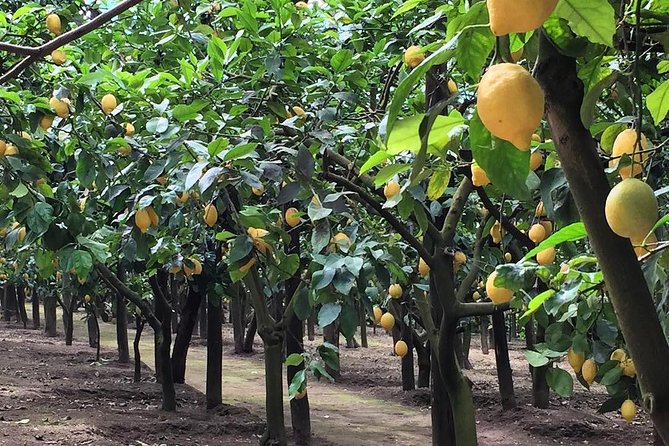 E-Bike Food and Wine Tour in the Sorrento Peninsula - Final thoughts: Is it worth it?