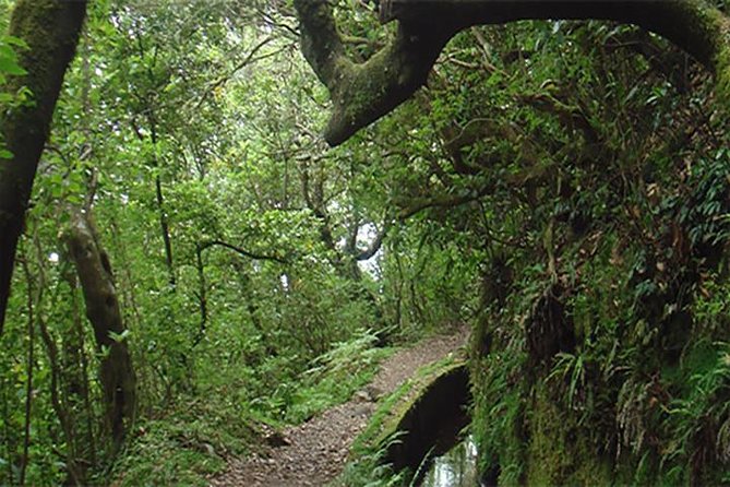 EAST: Pico do Arieiro & Laurissilva Forest - Full Day tour - Who Should Consider This Tour?