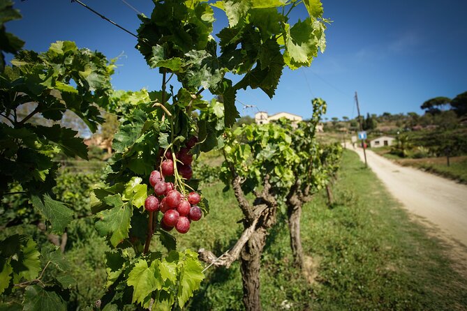 Ebike Tour, Winery, Wine Tasting & Sailing Experience(car option) - The Bottom Line: Is It Worth It?