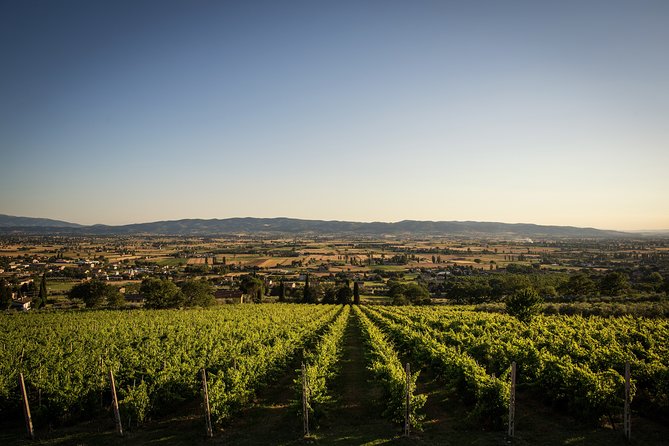 Enjoy and Taste the Flavors of Wine in an Open-air Venue - Final Thoughts: Is This Tour Right for You?