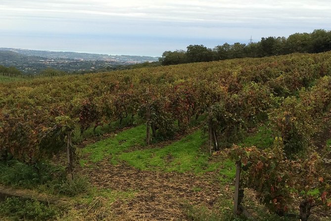 Etna Tour and Lunch in a Winery with Wine Tasting - The Gambino Winery: A Feast of Flavors
