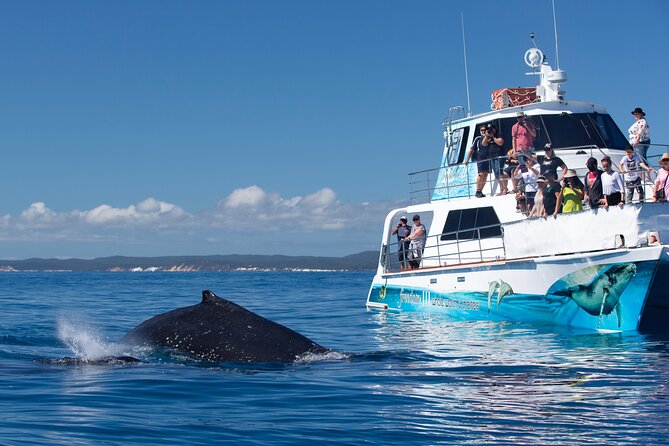 Freedom 3/4 Day Hervey Bay Premium Whale Watching Cruise - Who Will Love This Tour?