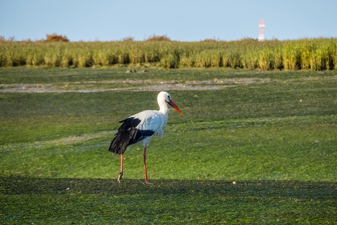 From Faro: Ria Formosa Eco Tour guided by Marine Biologist - FAQs