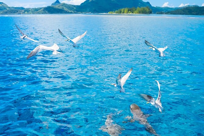 Full Day Lagoon Group Tour in Bora Bora with Lunch - Final Thoughts: Is It Worth It?